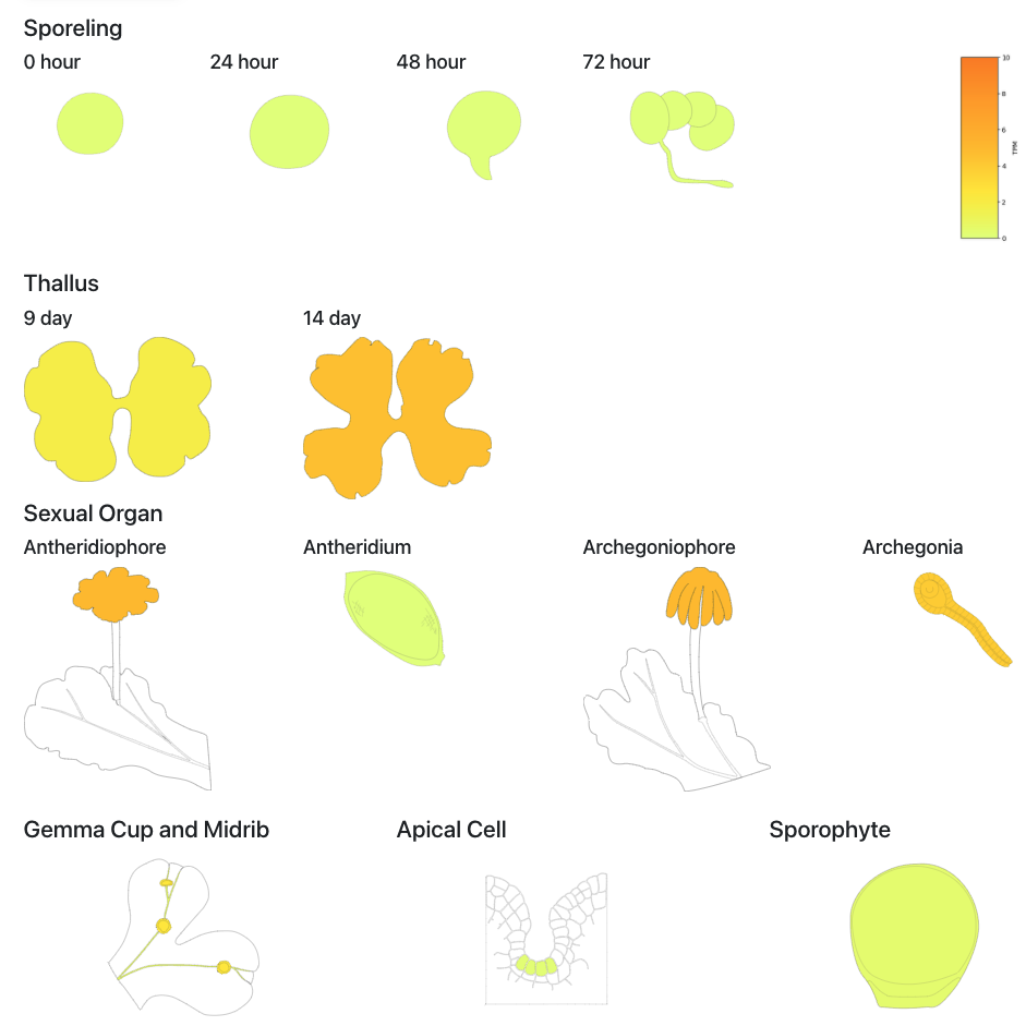 MarpolBase Expression